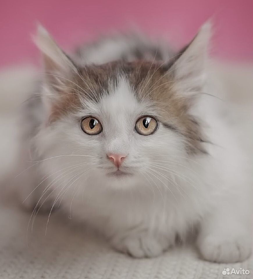 Пушистая красавица котёнок Лиза 2 месяца в добрые