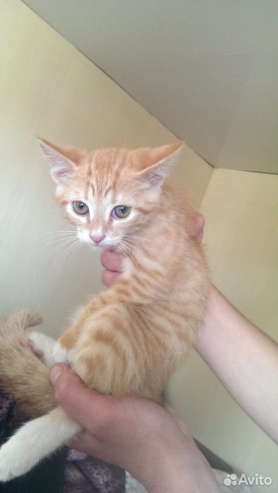 Котенок в добрые руки