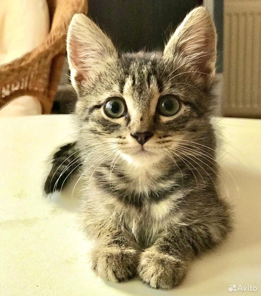 Очень ласковый котёнок в добрые руки