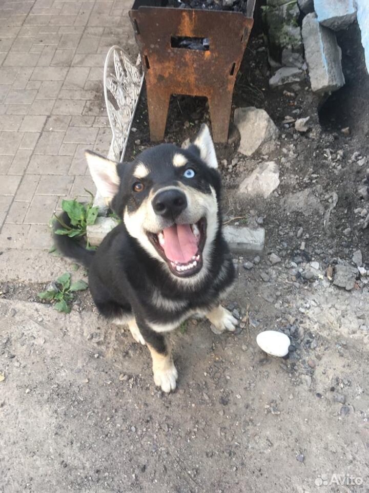 Собака хакасик помесь