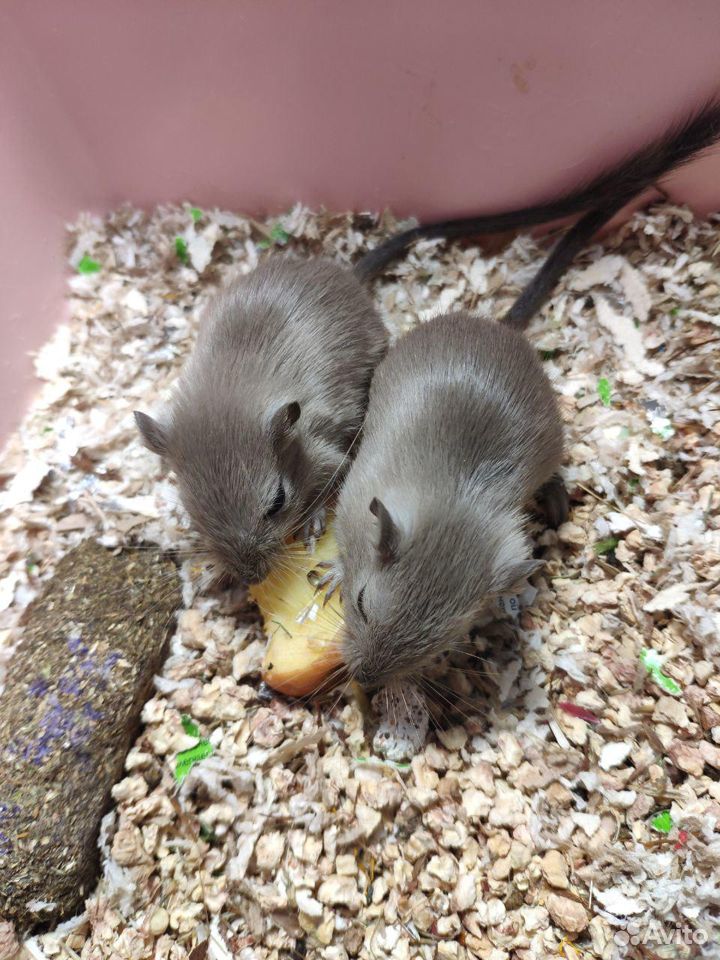 2 девочки песчанки на продажу