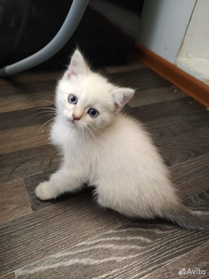 Котенок