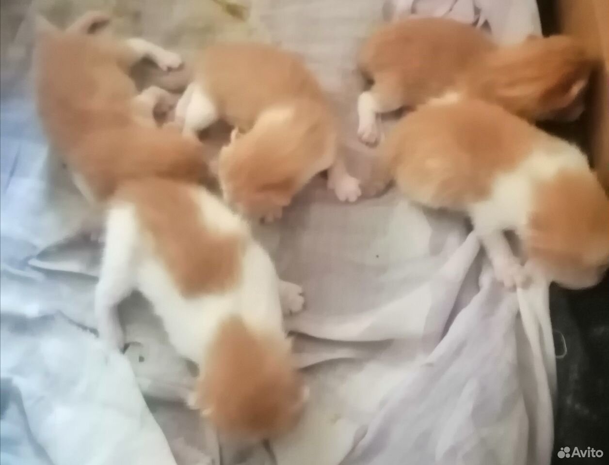 Маленькие рыжики