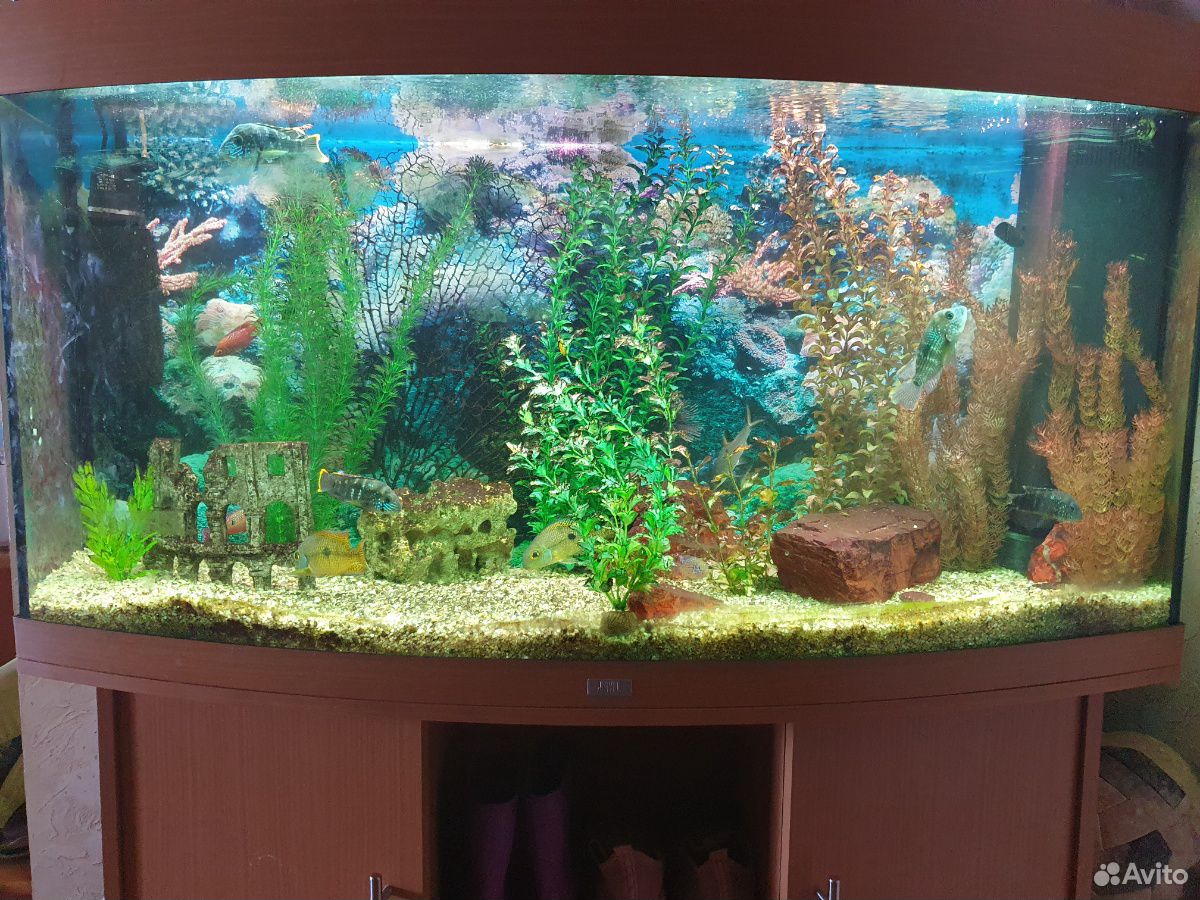 Панорамный аквариум Juwel Vision 260