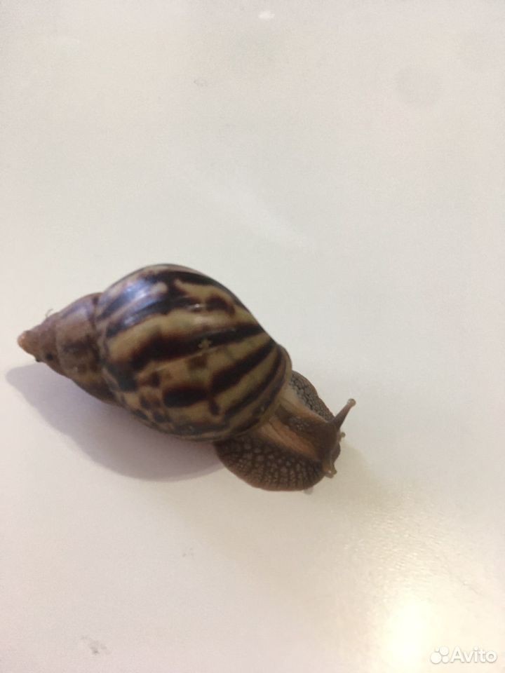 Улитка фулика стандарт