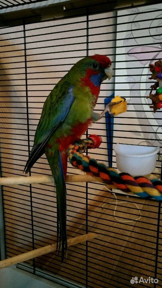 Пенантовая Розелла