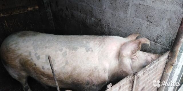 Хряк на племя (смесь Ландрас и крупная белая)