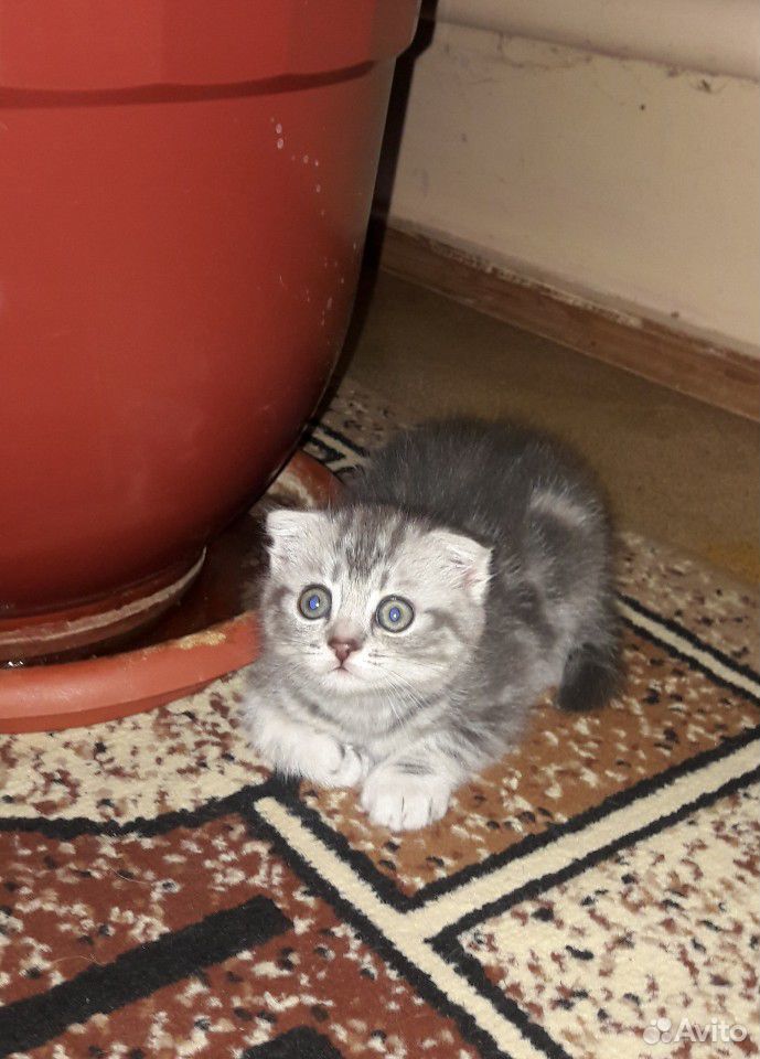 Котята шотландцы