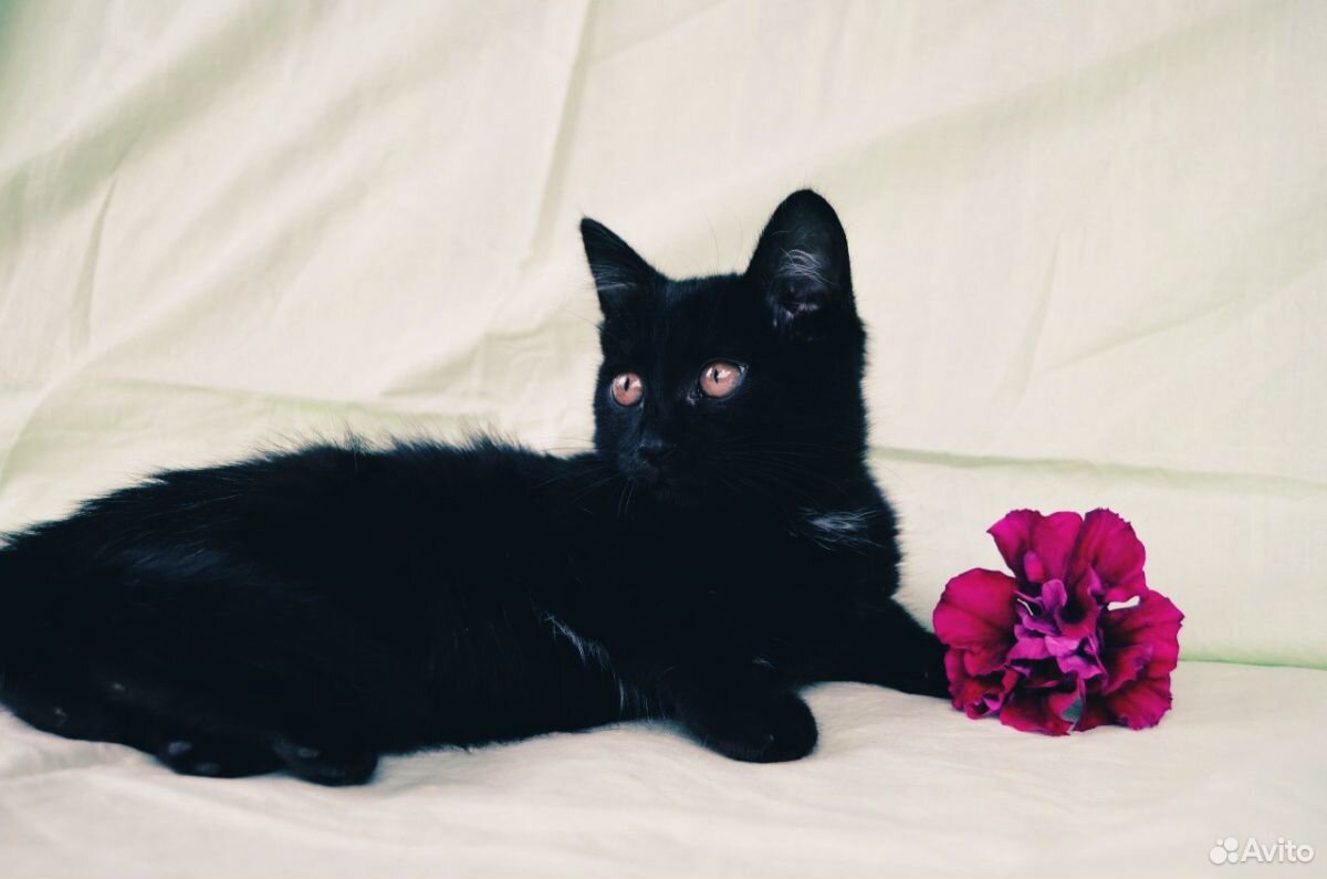 Отдам кошечку