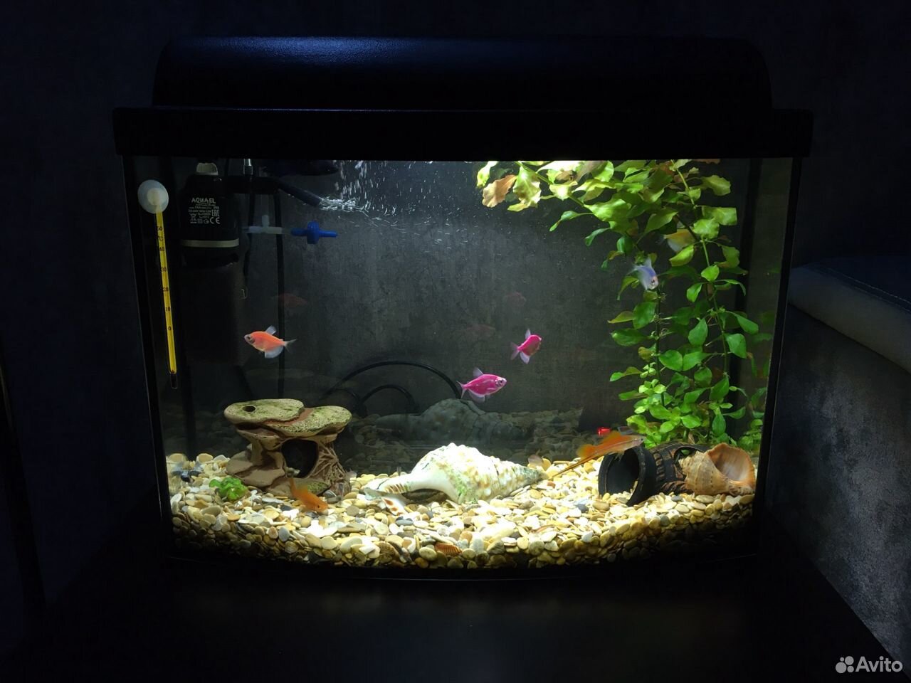 Живой аквариум