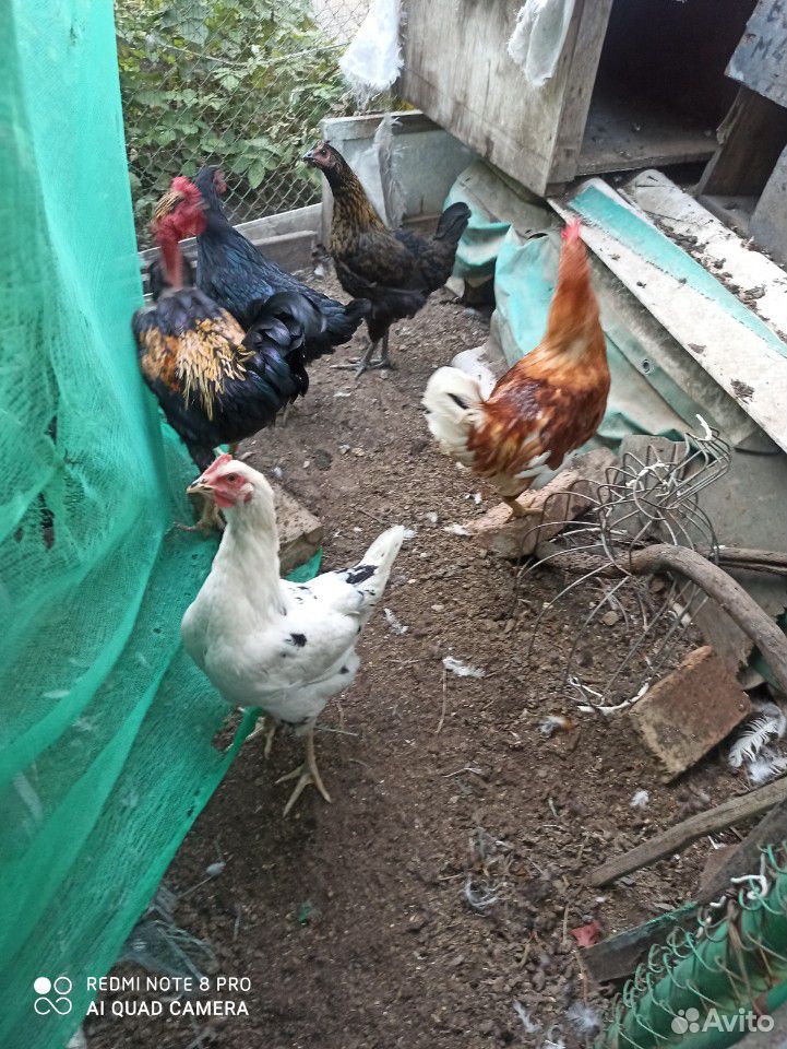 Куринная Семья