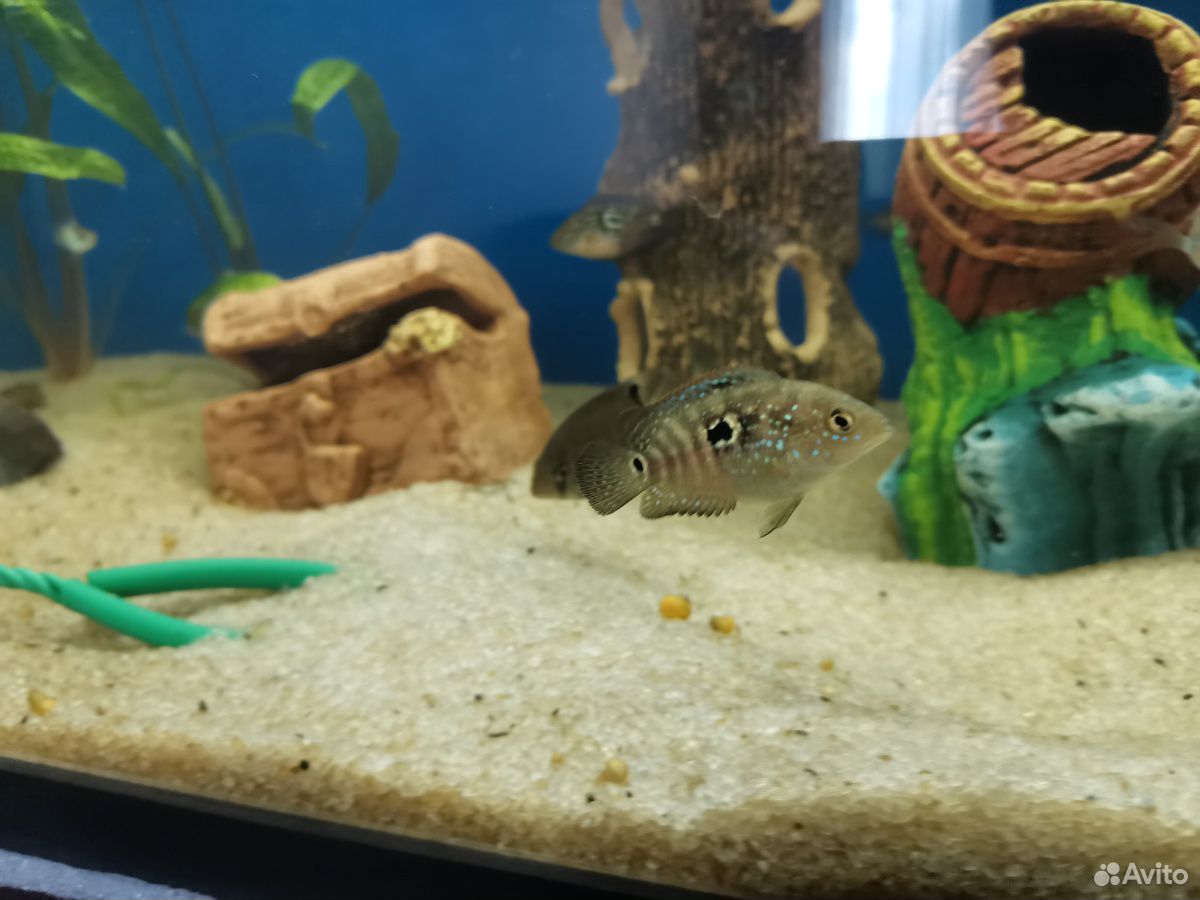 Пчёлка рыба