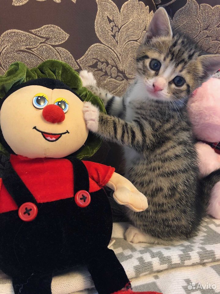 Кошка