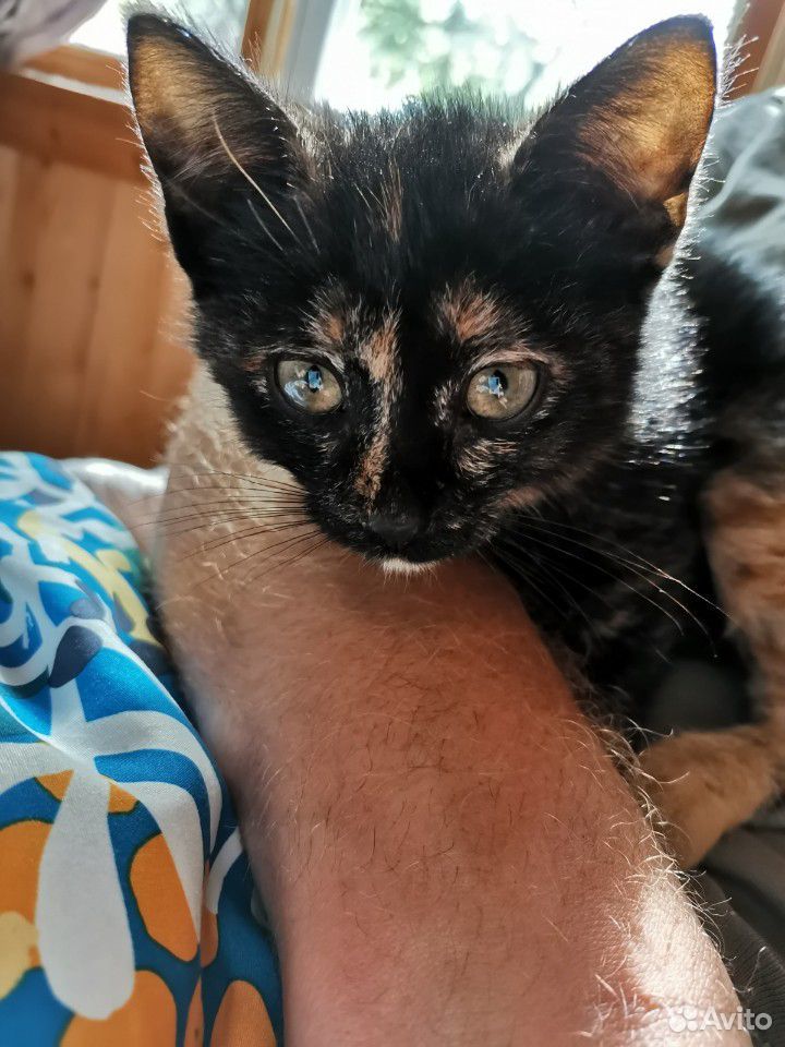 Красотка Марика в добрые руки