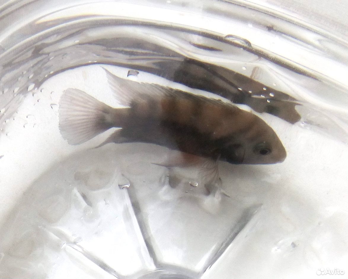 Рыба (Цихлазома )