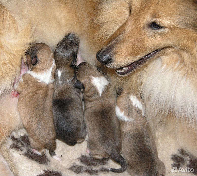 Щенки шелти