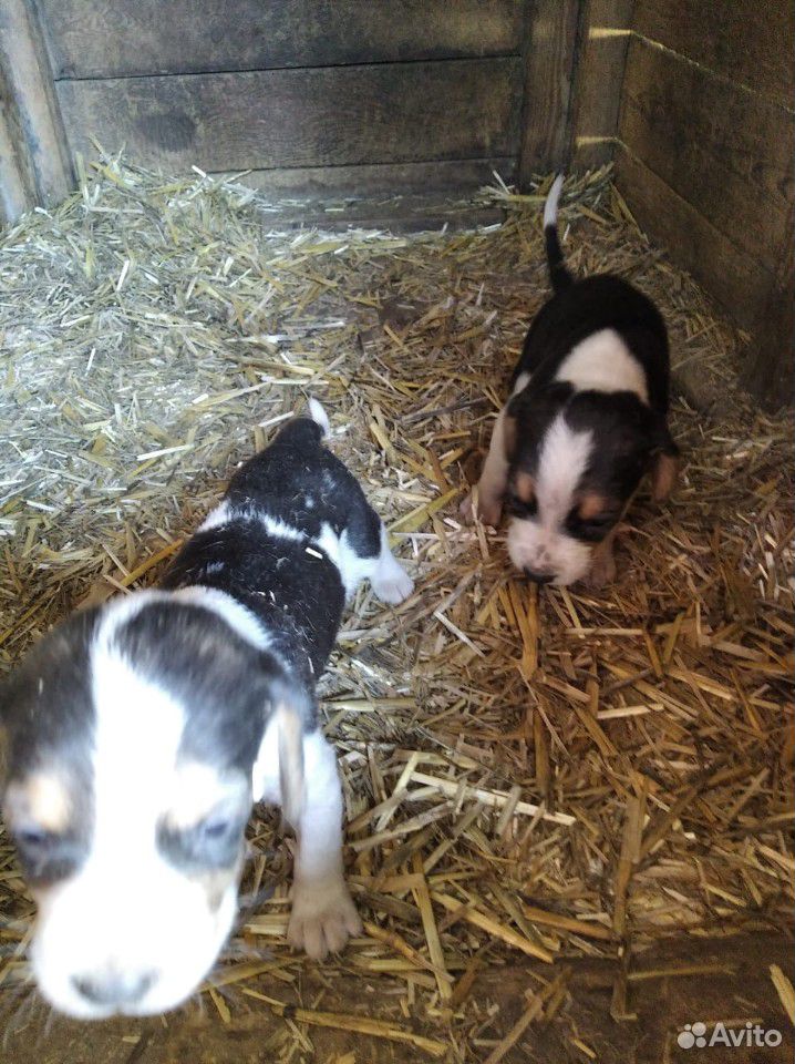 Эстонсакая Гончая