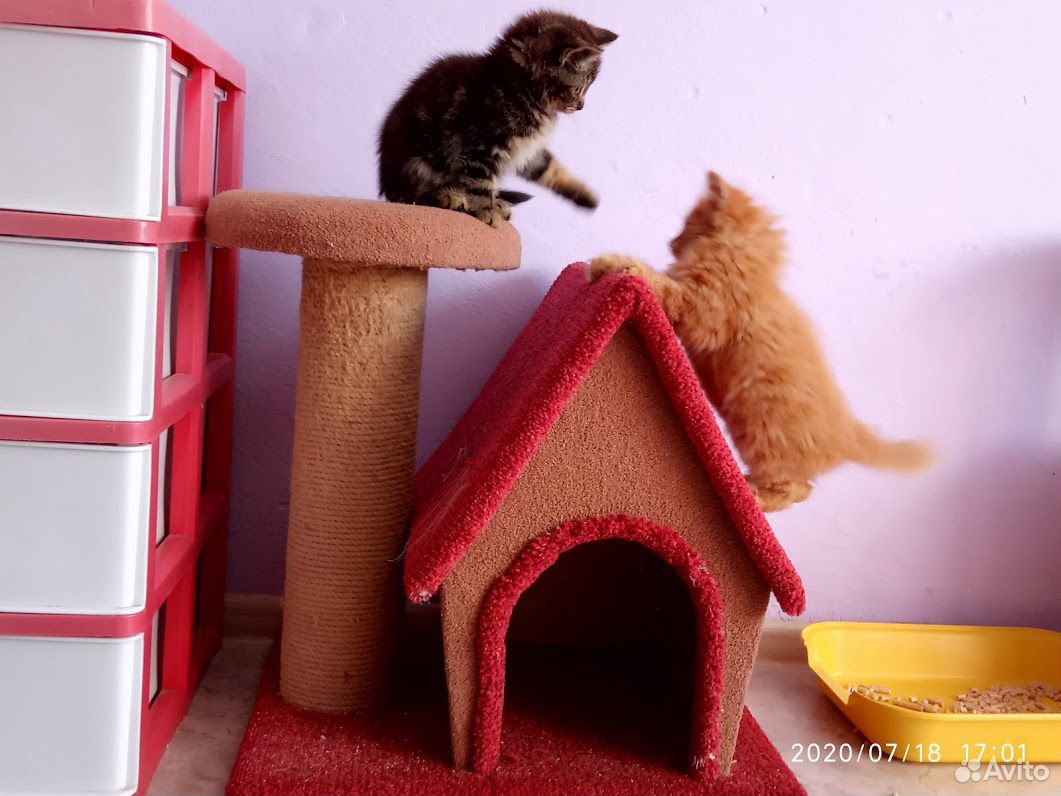 Котята из приюта. Нужен дом