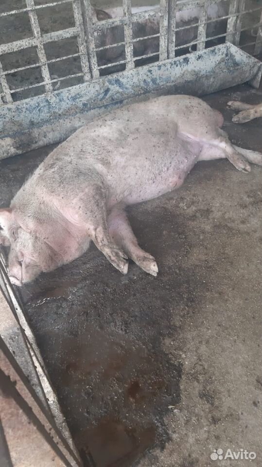 Продаются боров не кастрированный