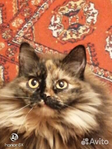 Котята. будующие крысыловы