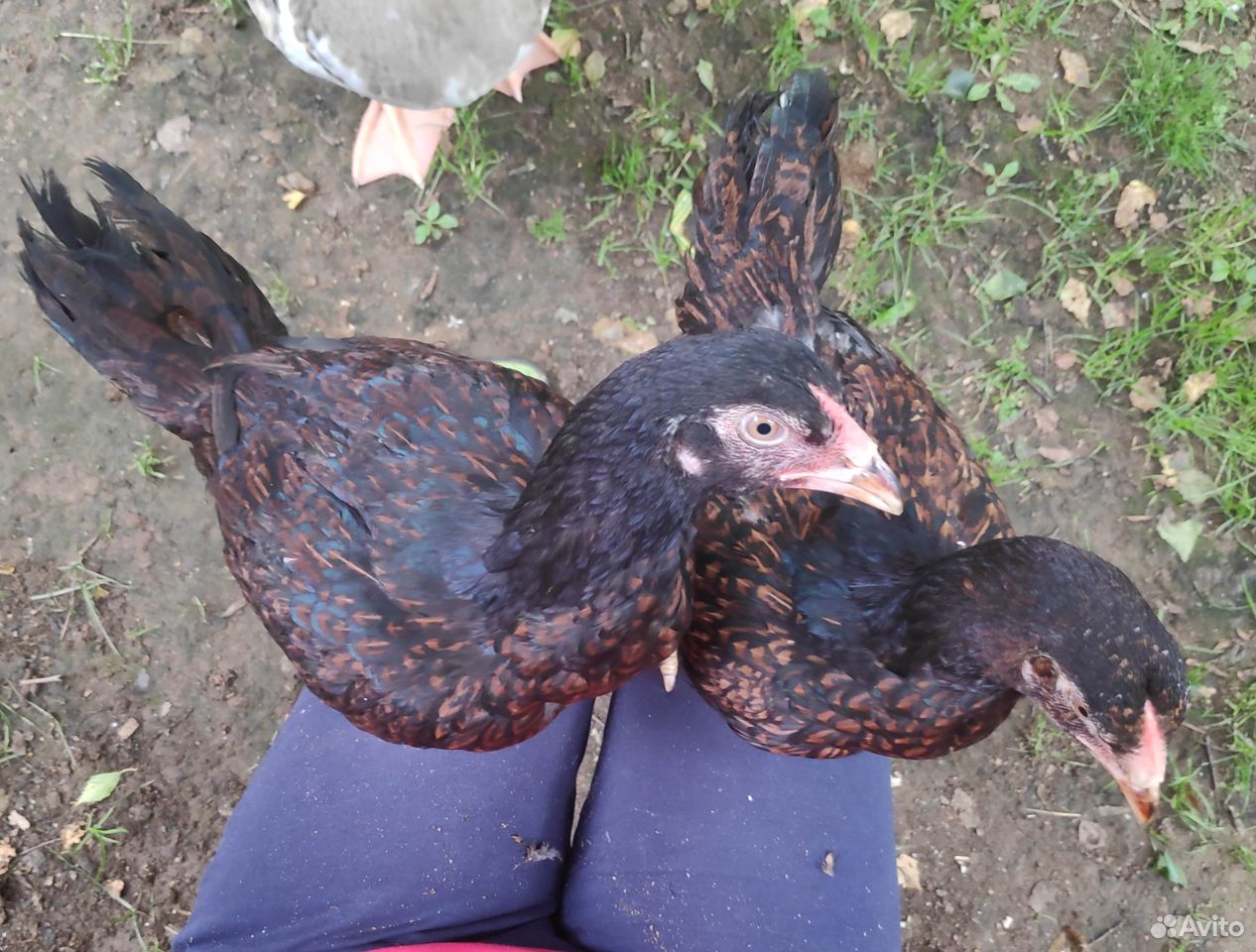 Куры Корниш молодки, семьи, цыплята