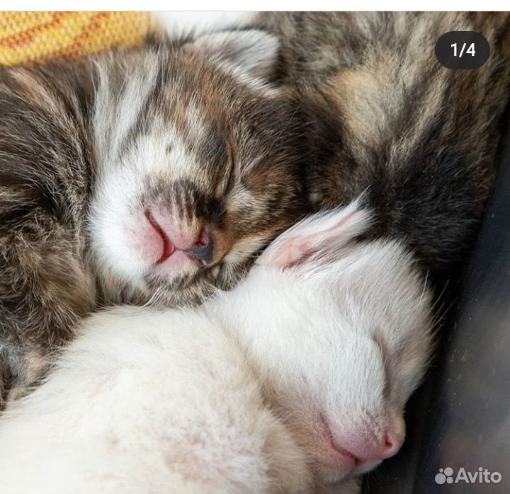 Четверо котят