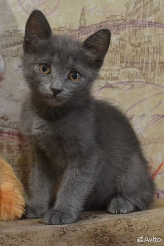 Котёнок мальчик в добрые руки