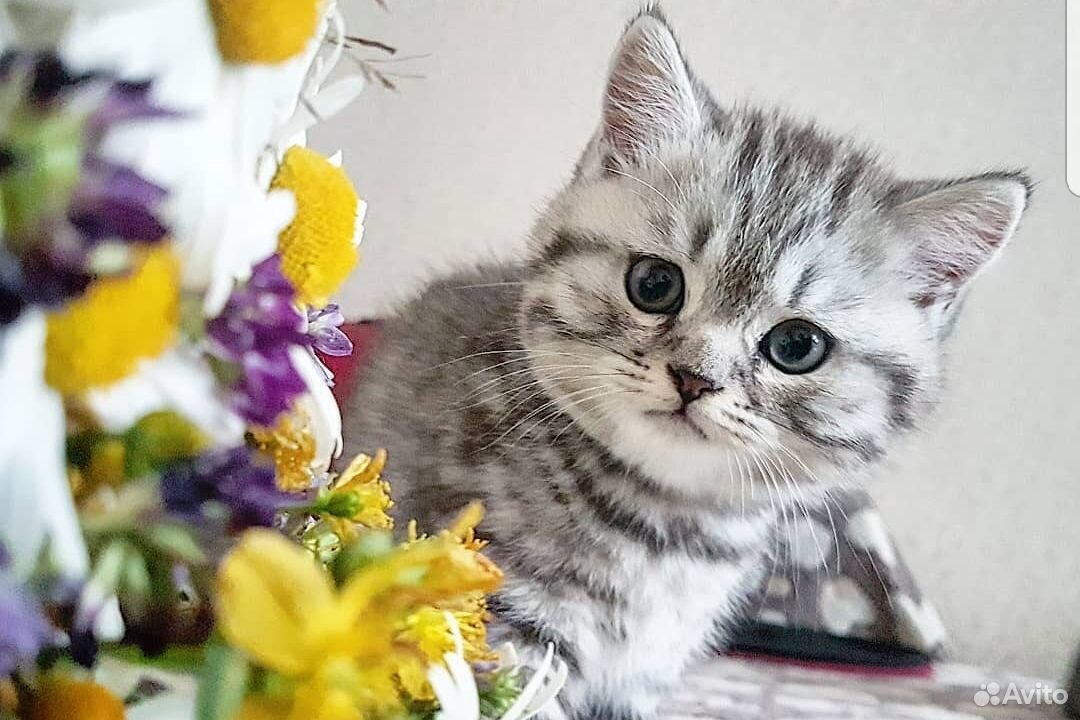 Остался один шотландский котик