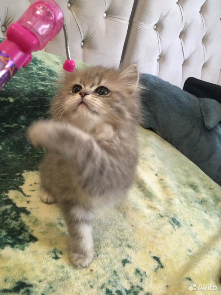 Замечательные британцы ищут своих хозяев