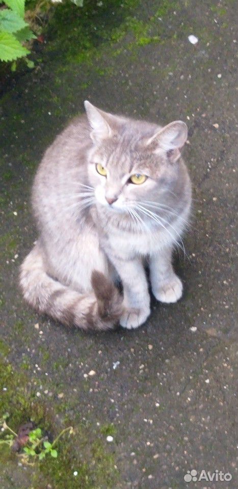 Кошка