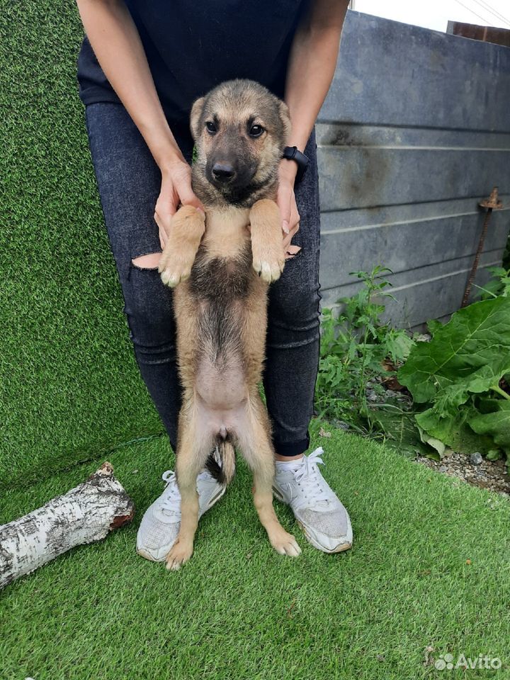 Красотка, 4 месяца, будущая защитница