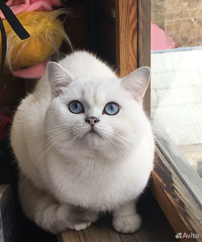 Британец (Шиншилла) вязка