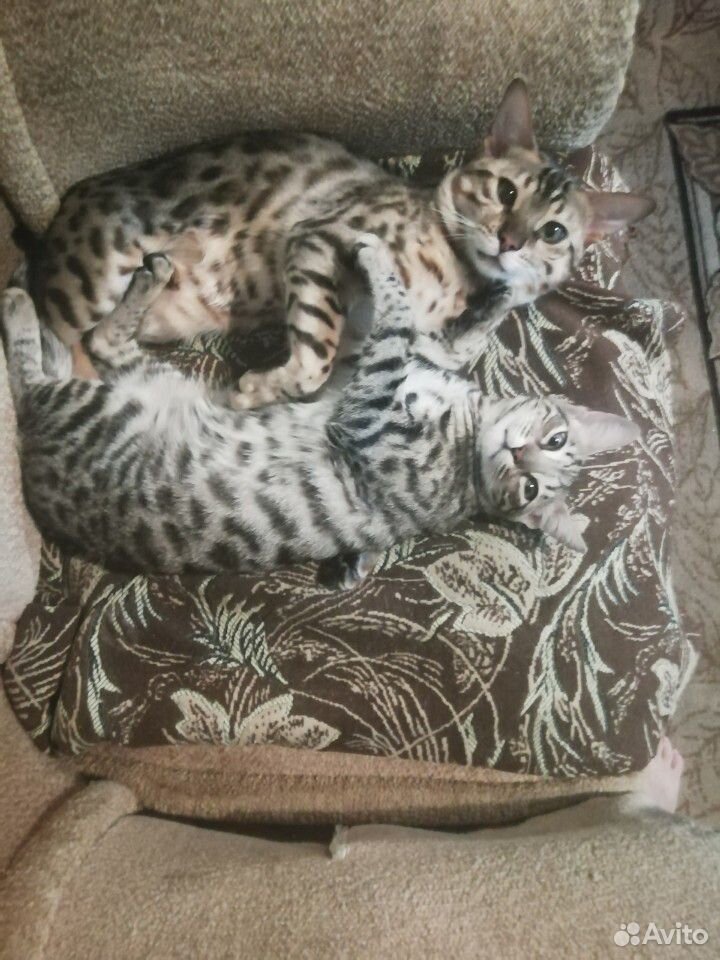 Бенгальская