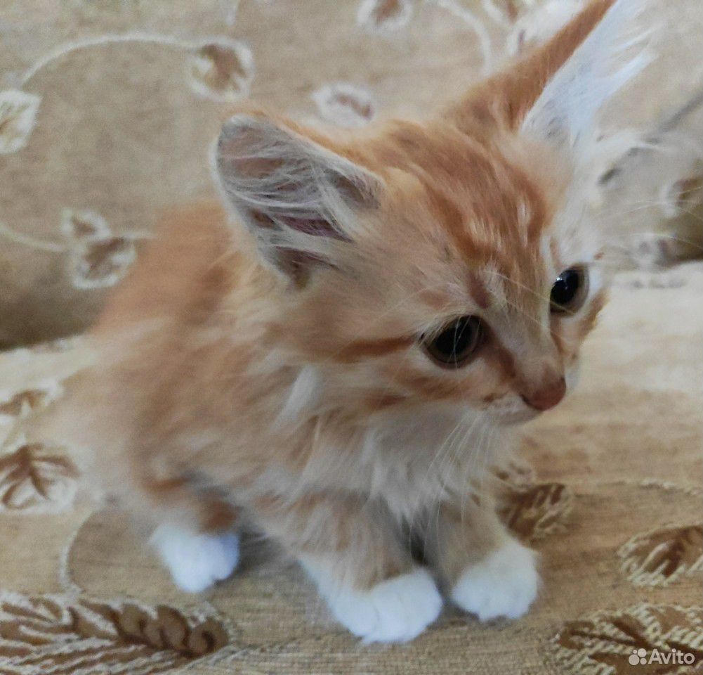 Огненно рыжий котенок