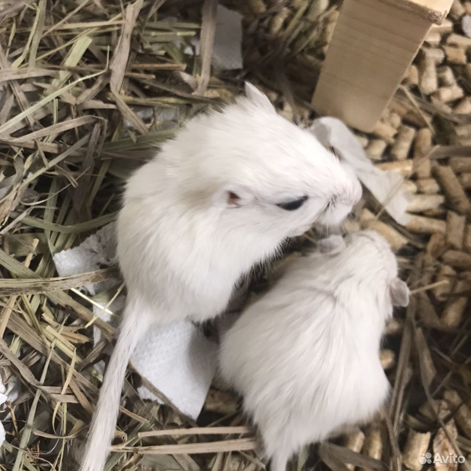 Песчанки монгольские