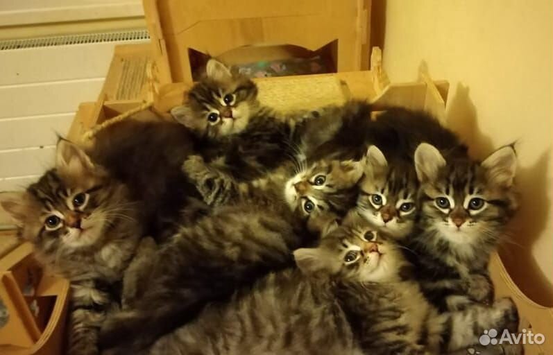 Сибирские котята