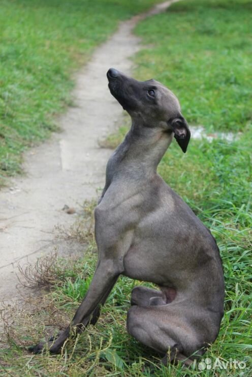 Левретка.Итальянский мачо