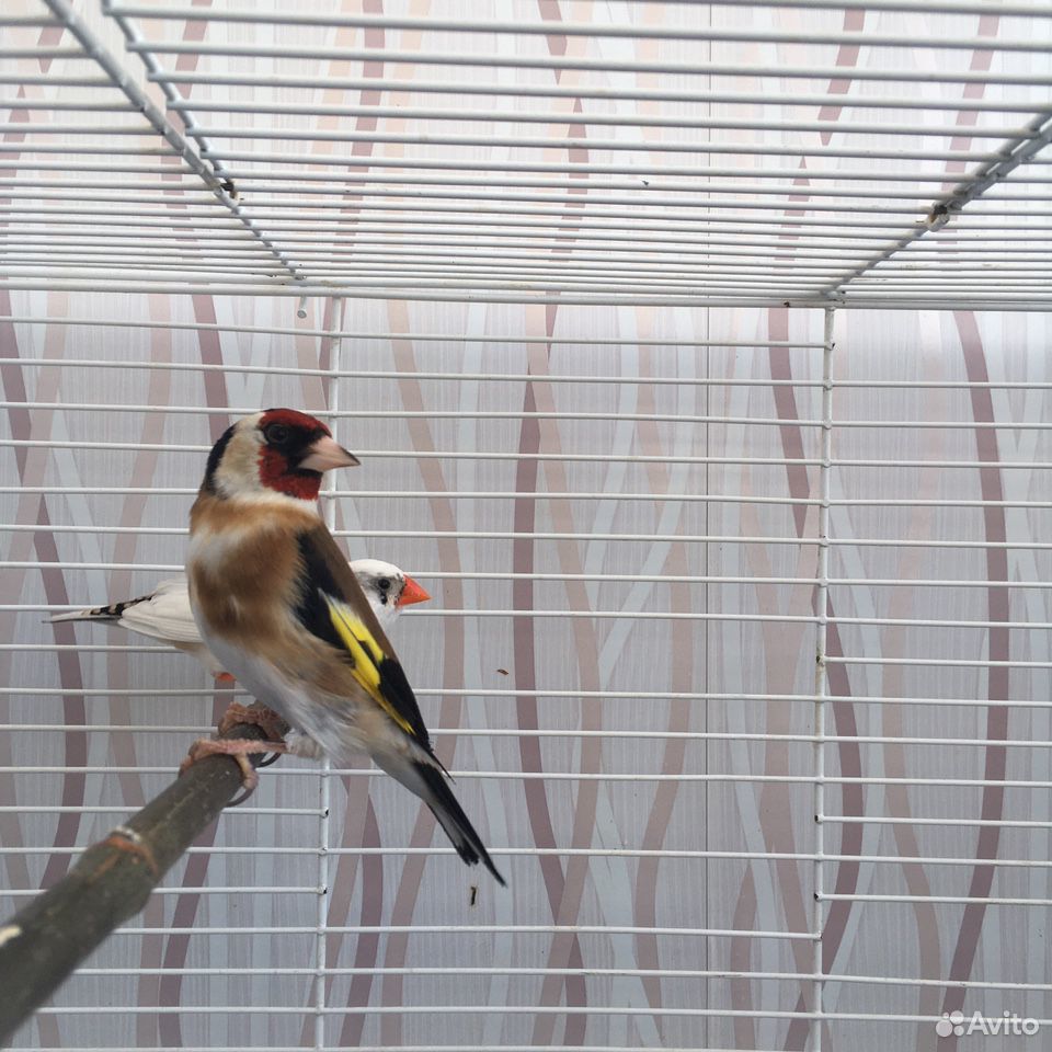 Продам или обменяю щегла