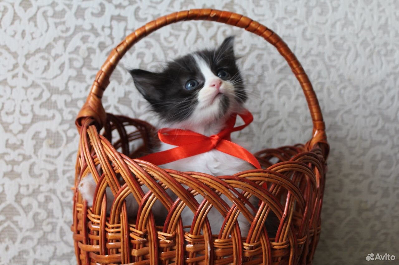 Самый лучший котёнок