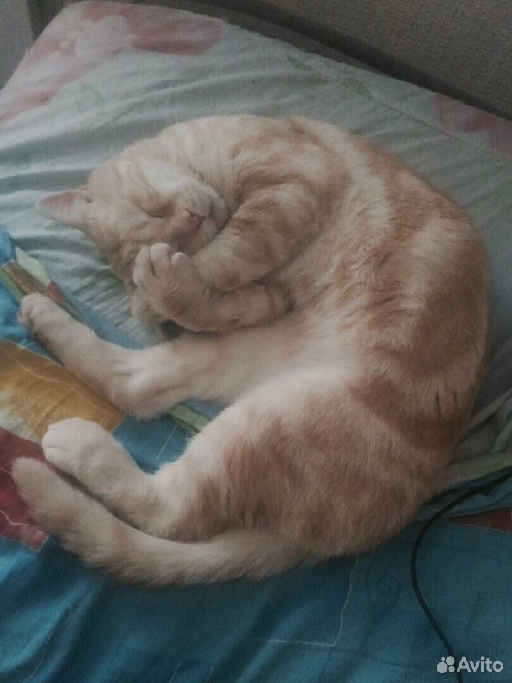 Кот шотландский