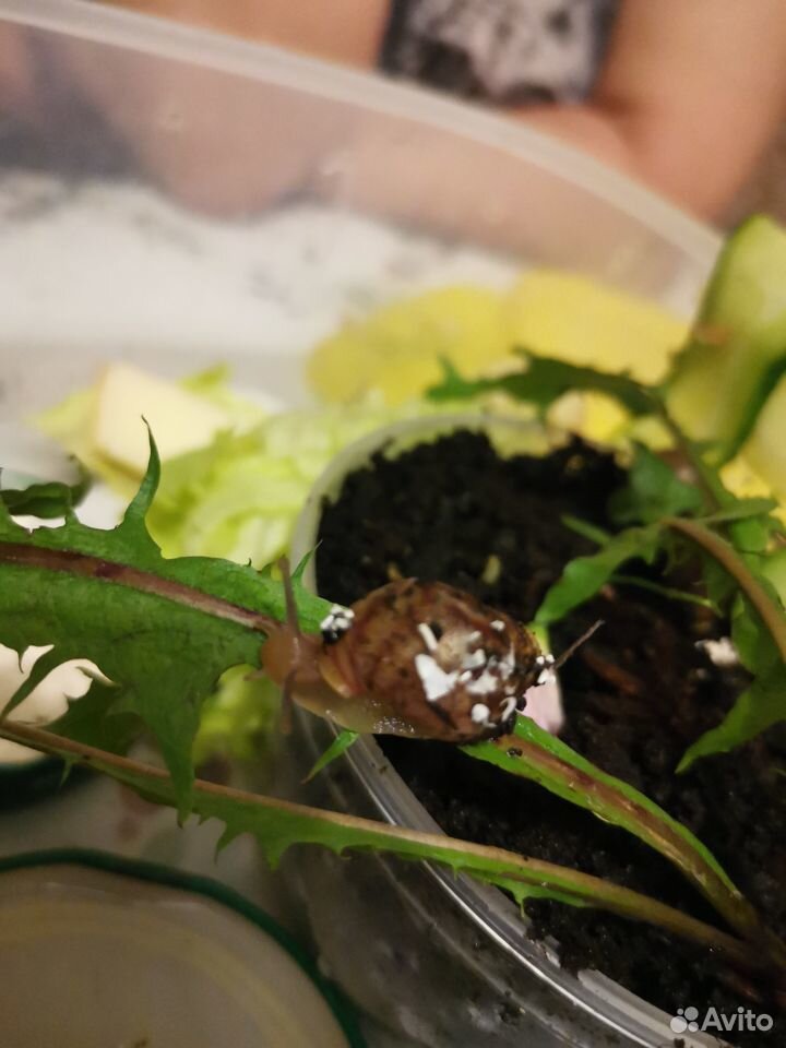 Улитка Ахатина детки