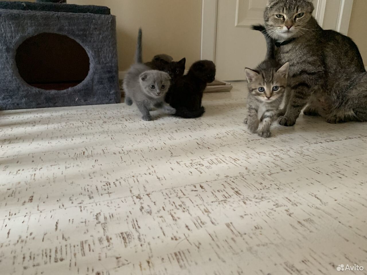 Котята