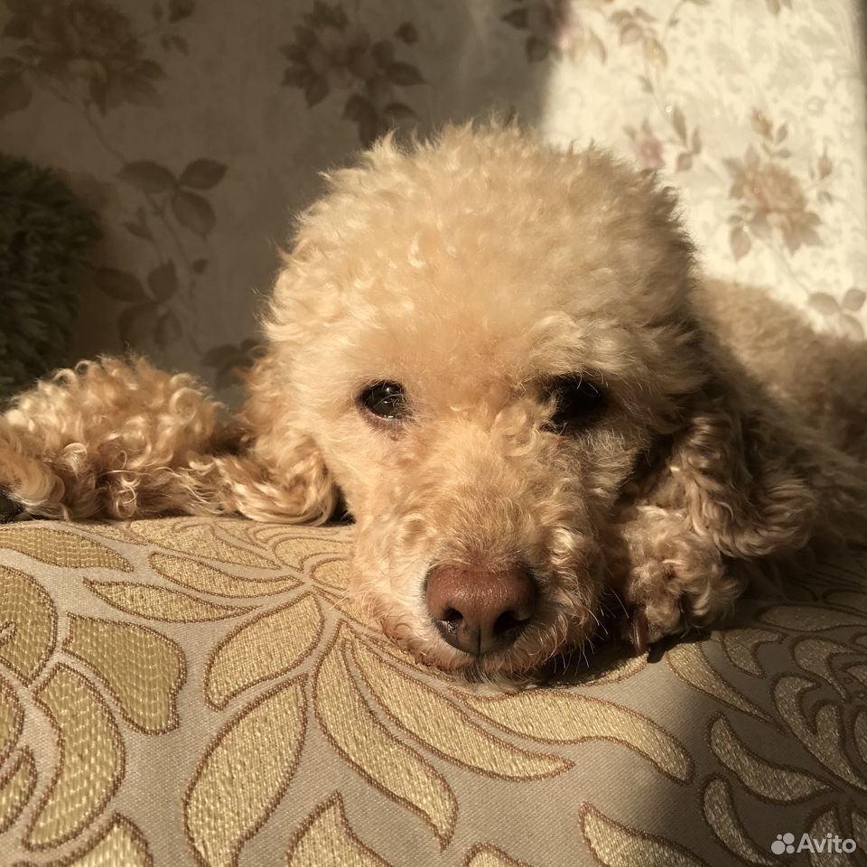 Вязка, миниатюрный кобель