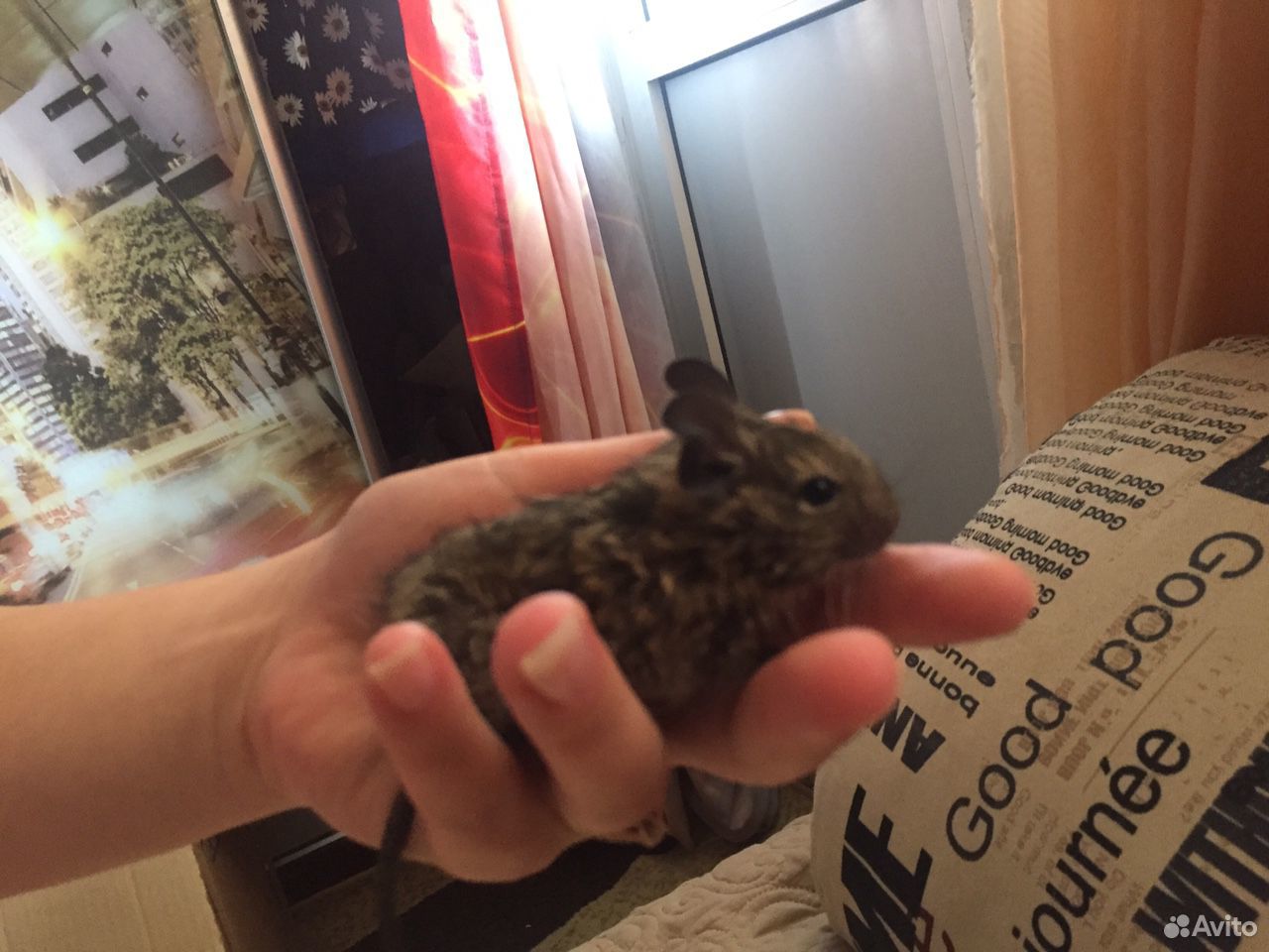 Дегу