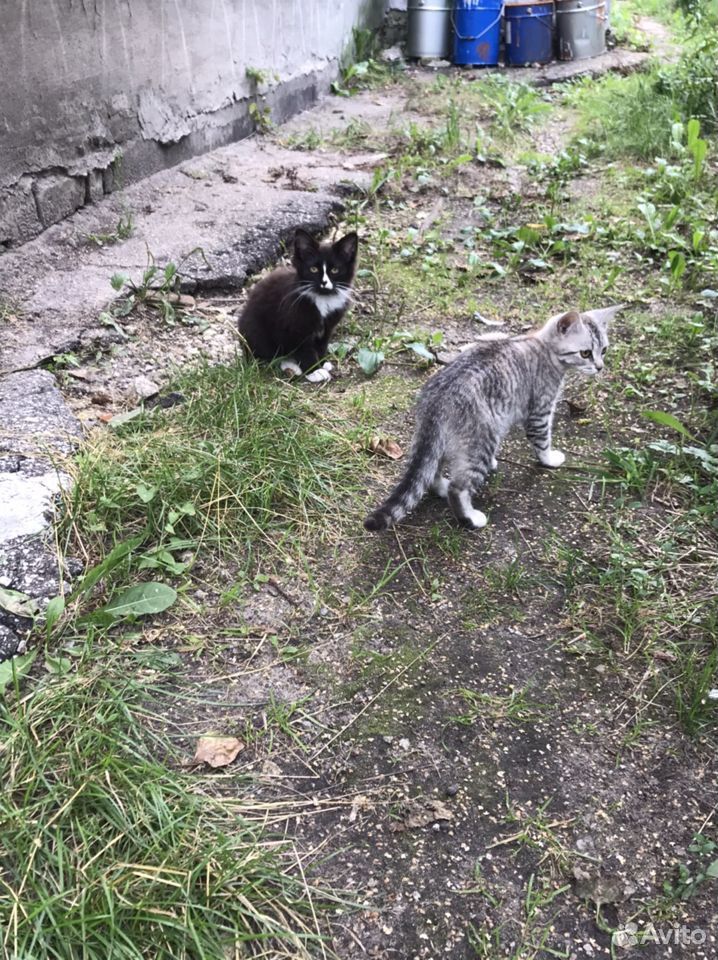 Котята в добрые руки