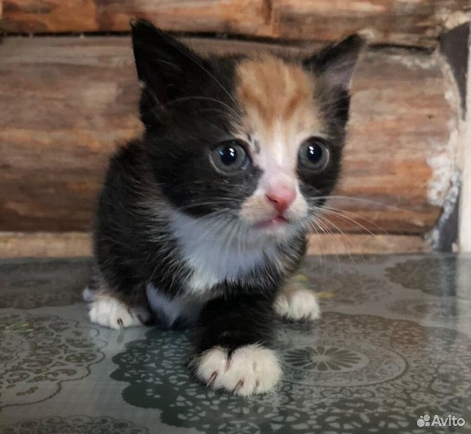 Кошкадевочки 1 мес