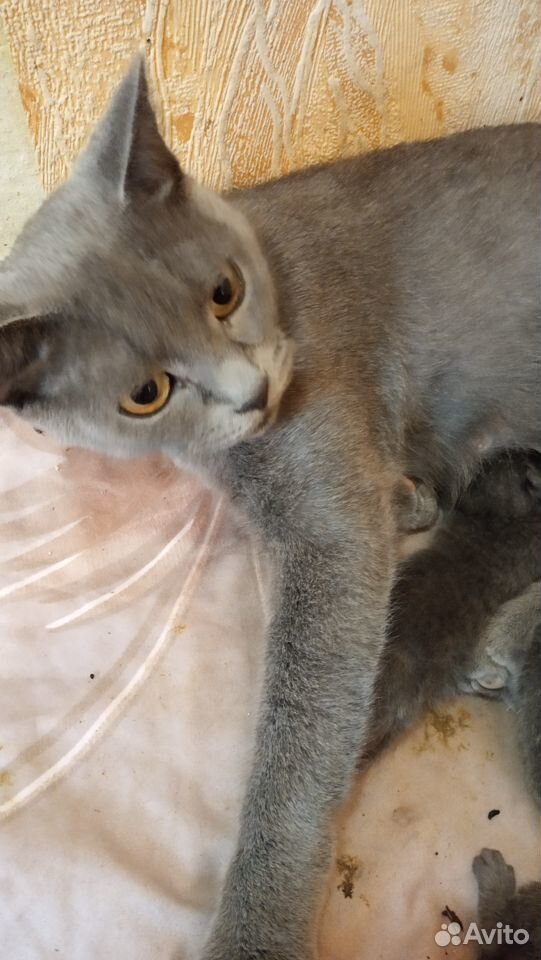 Отдам британских котят