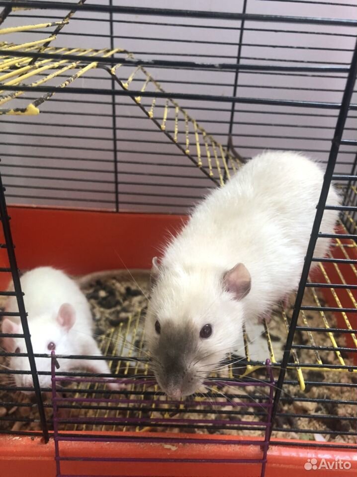 Крыса 2 мальчика