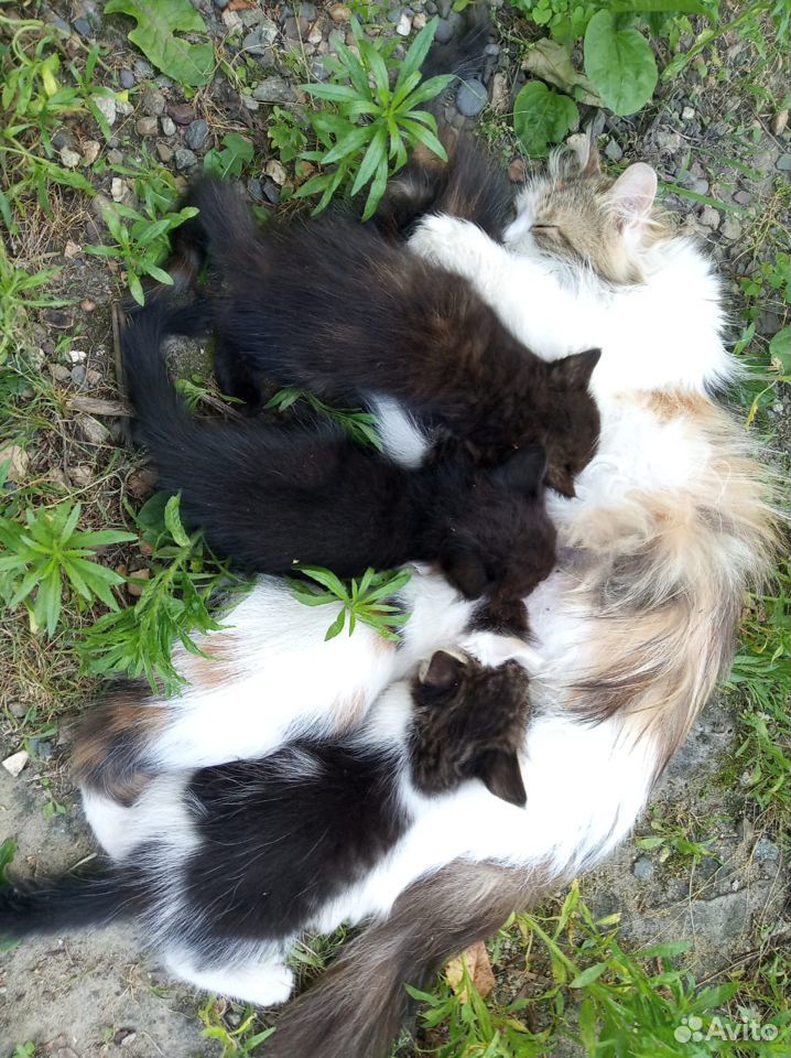 Котята