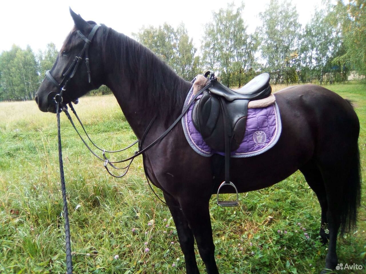 Кобыла орловской породы